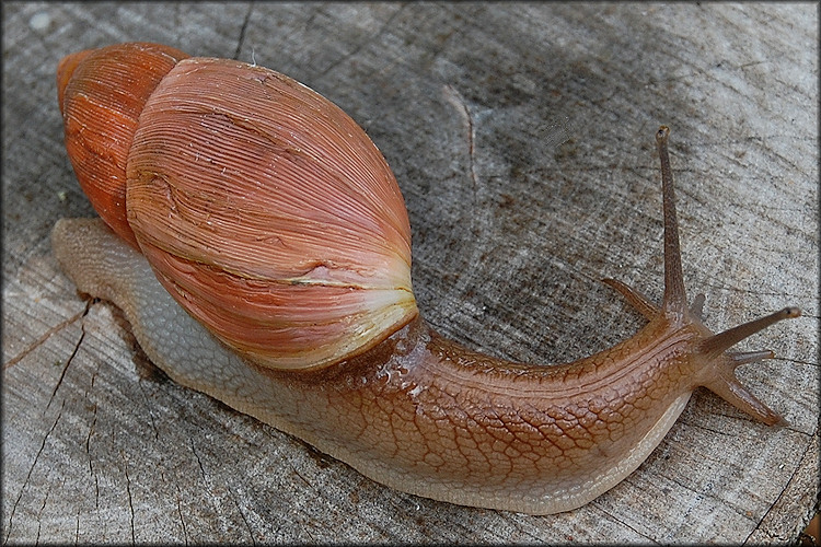 Euglandina rosea (Férussac, 1821) Rosy Wolfsnail